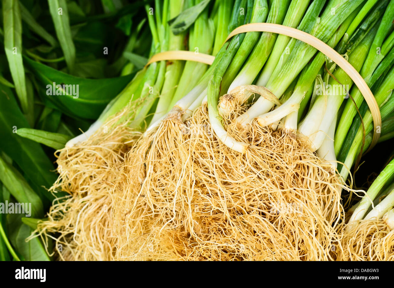 Cipolla con radici immagini e fotografie stock ad alta risoluzione - Alamy
