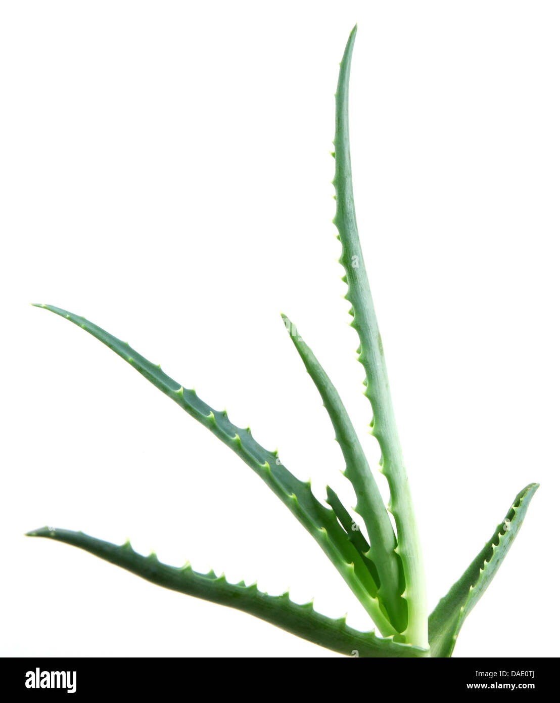 Aloe vera immagini e fotografie stock ad alta risoluzione - Alamy