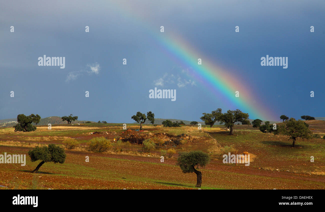 Leccio Quercus Ilex Immagini e Fotos Stock - Alamy