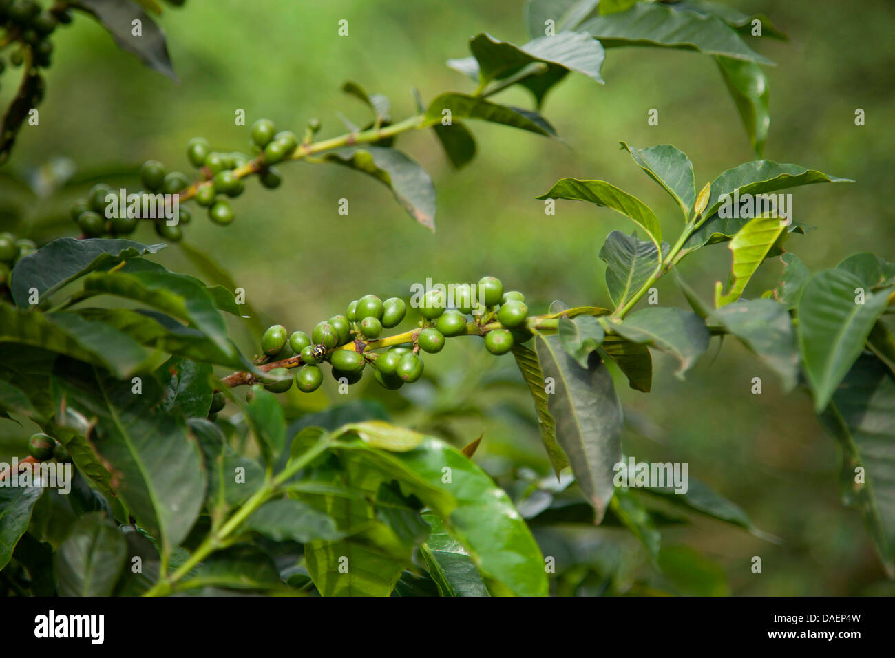 Arabica coffee plant immagini e fotografie stock ad alta risoluzione ...