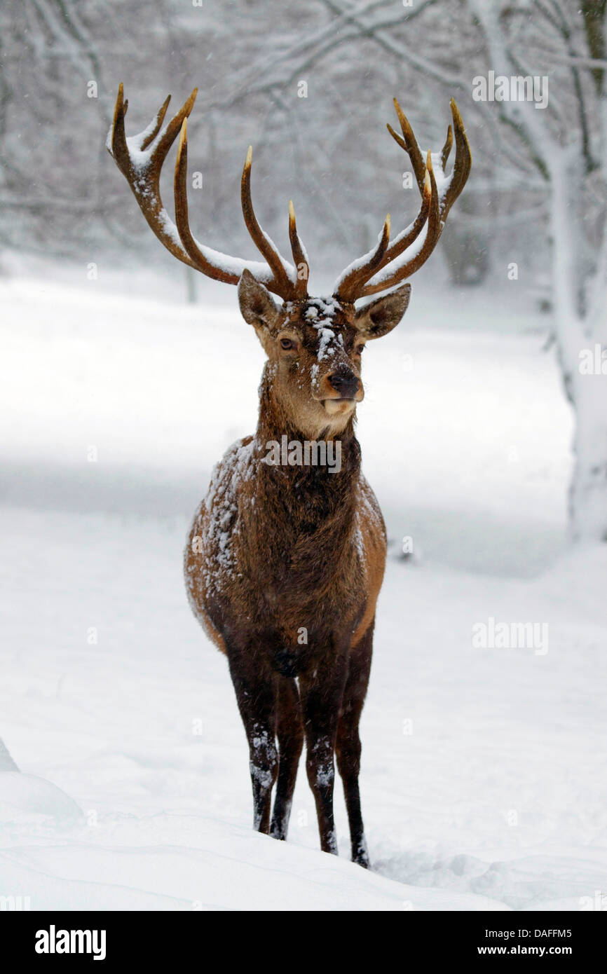 Il cervo (Cervus elaphus), in piedi nella neve raffica, Germania Foto ...