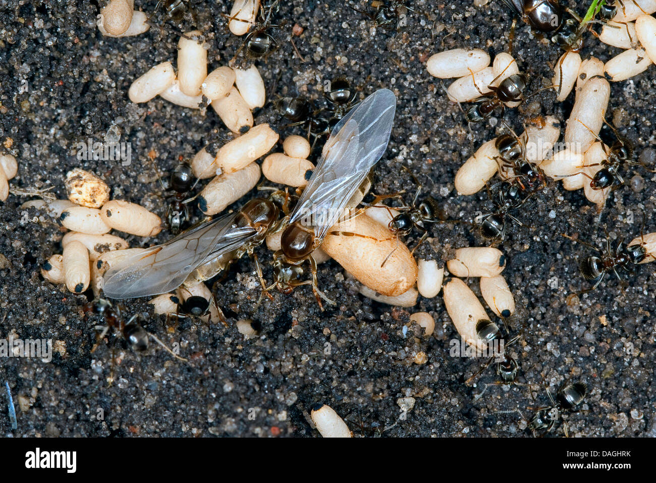 Formica regina con le ali immagini e fotografie stock ad alta ...