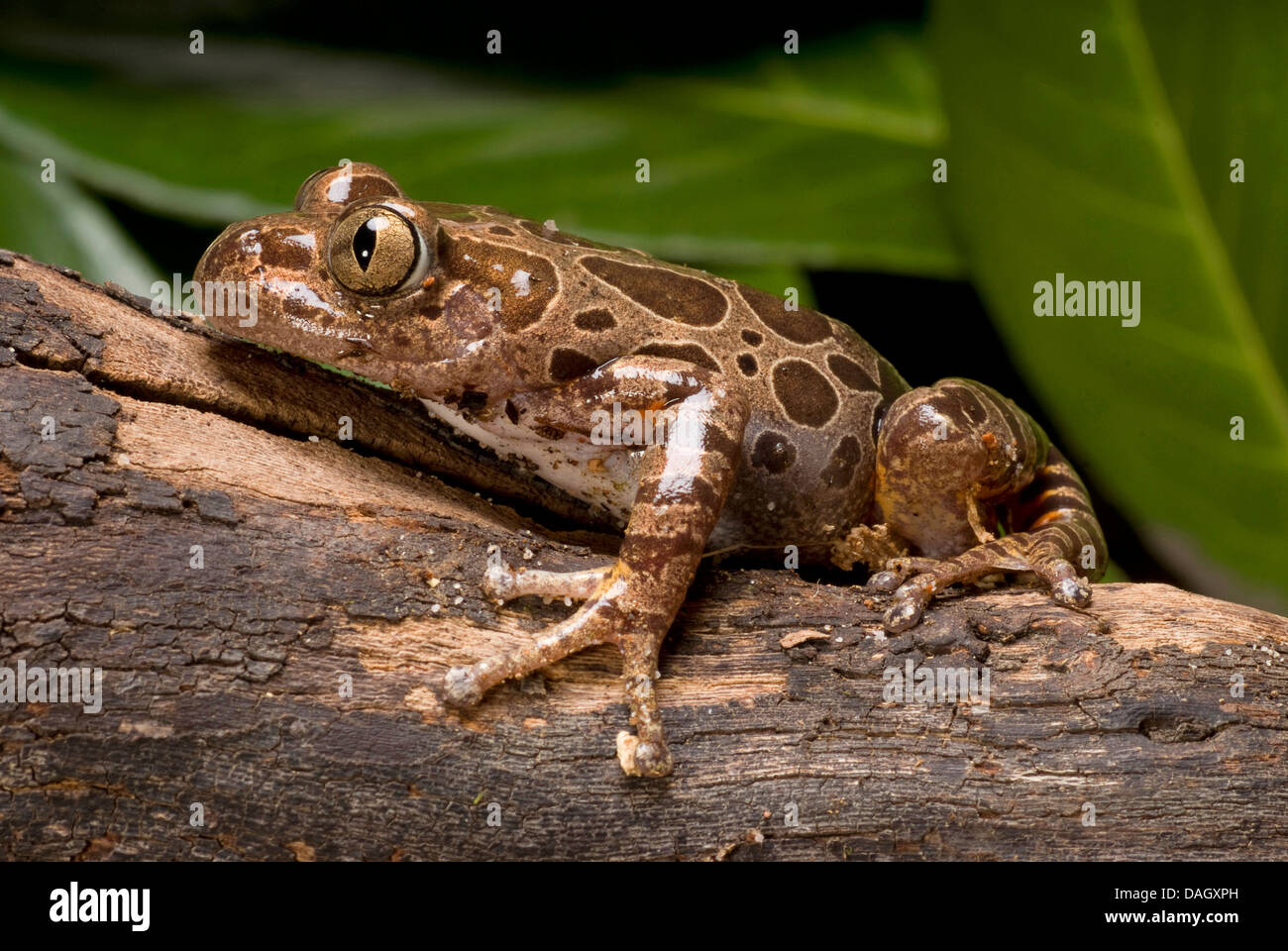 Rana che corre dalle zampe rosse immagini e fotografie stock ad alta ...