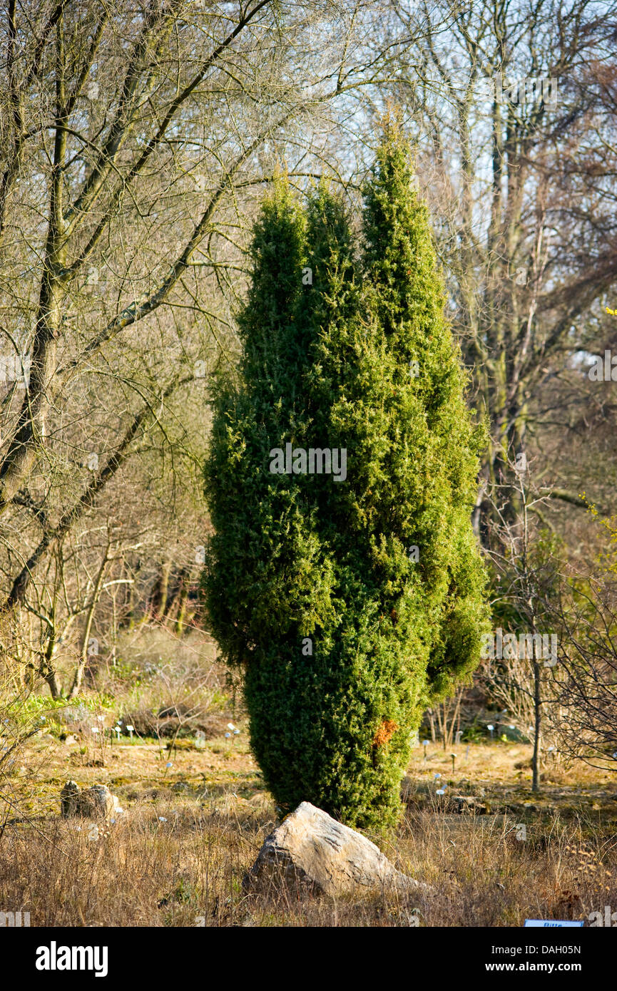 Ginepro juniperus communis immagini e fotografie stock ad alta ...