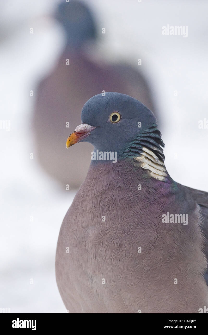 Colombaccio columba palumbus immagini e fotografie stock ad alta ...