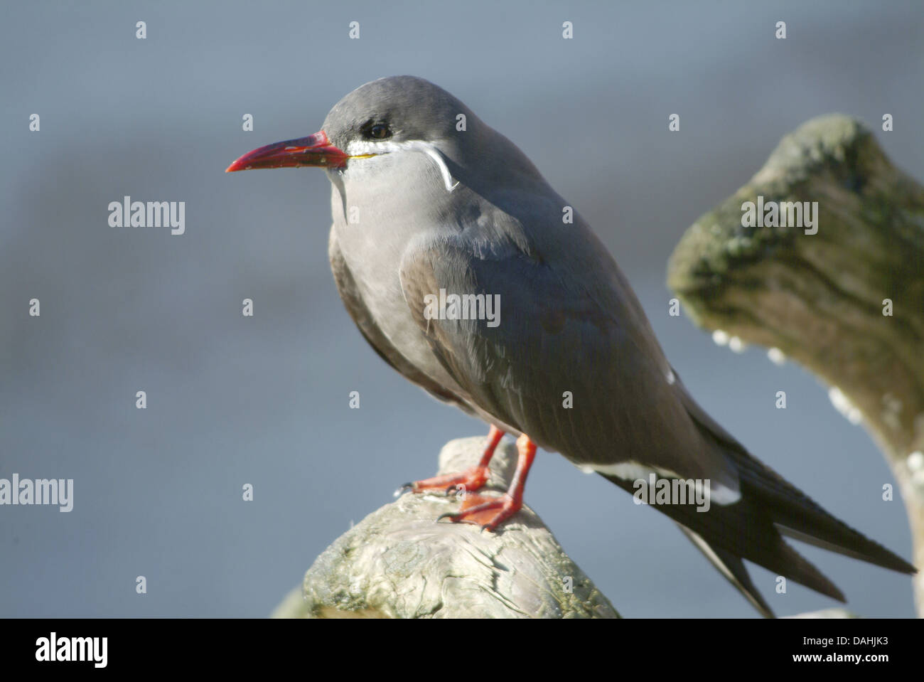 Inca sterna larosterna inca immagini e fotografie stock ad alta ...