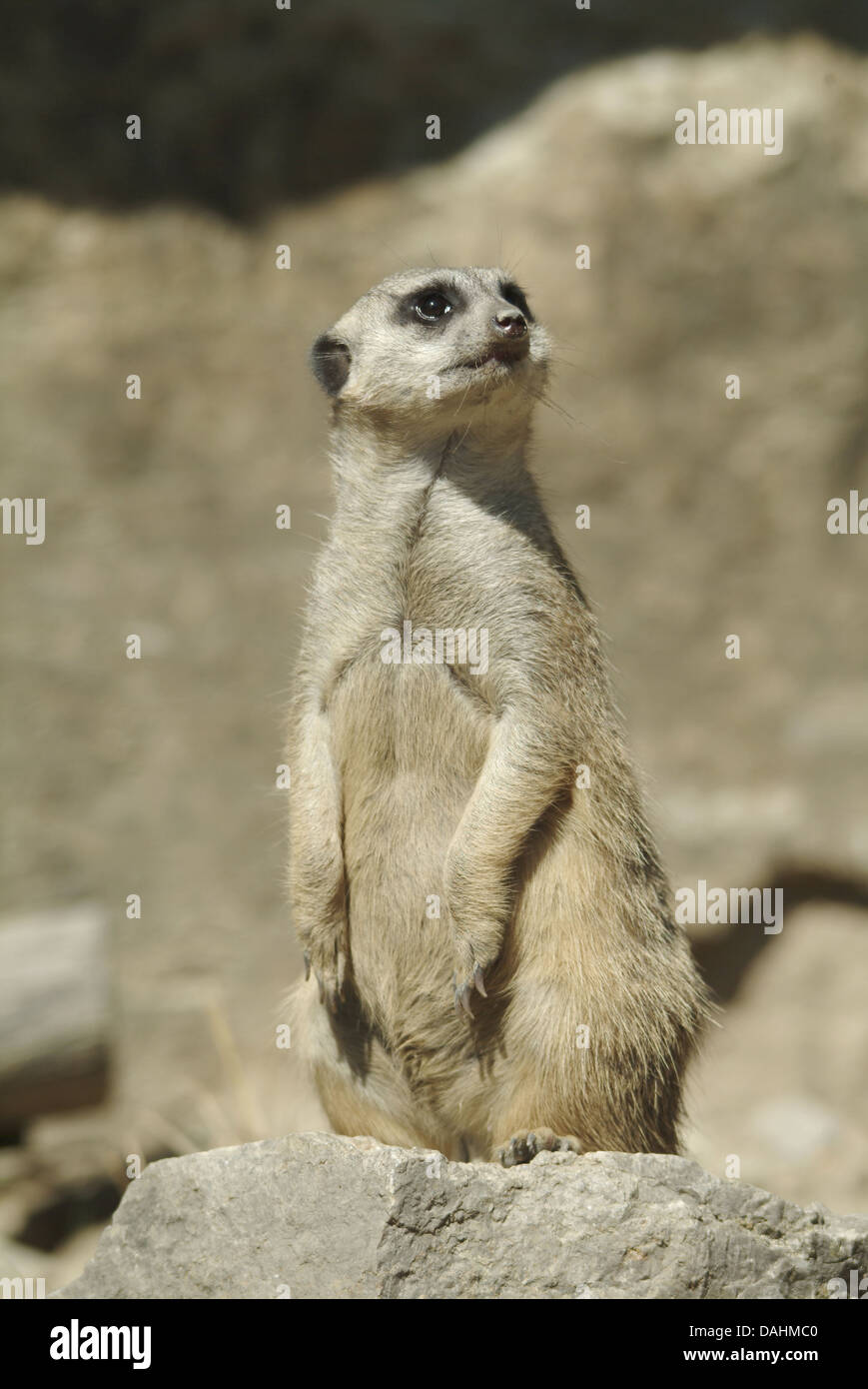 Suricata suricatta immagini e fotografie stock ad alta risoluzione - Alamy