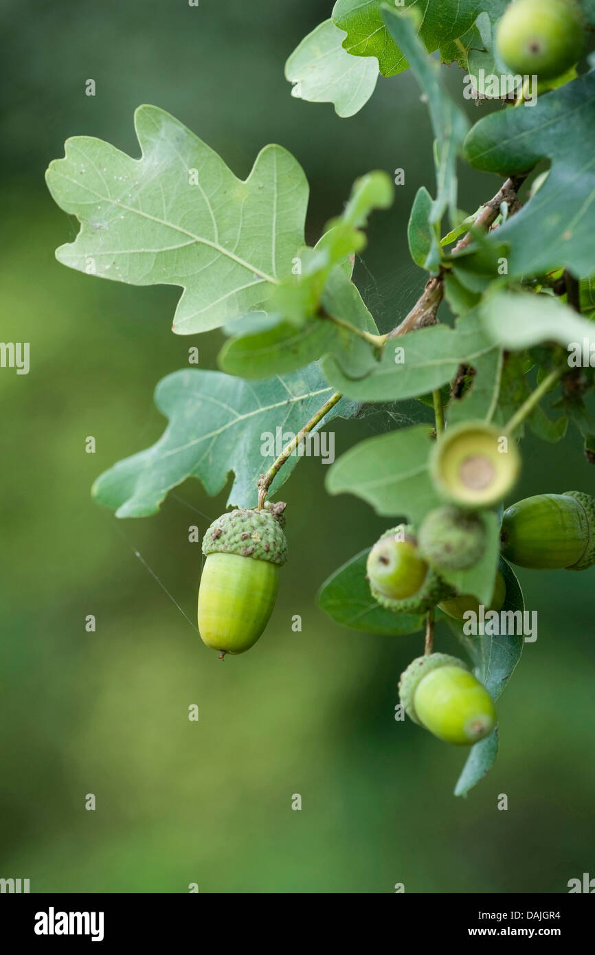 Foglie e ghiande della quercia peduncolata immagini e fotografie stock ...