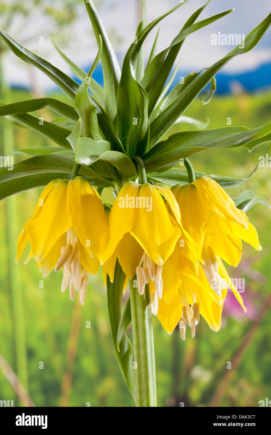 Crontone di fiori immagini e fotografie stock ad alta risoluzione - Alamy