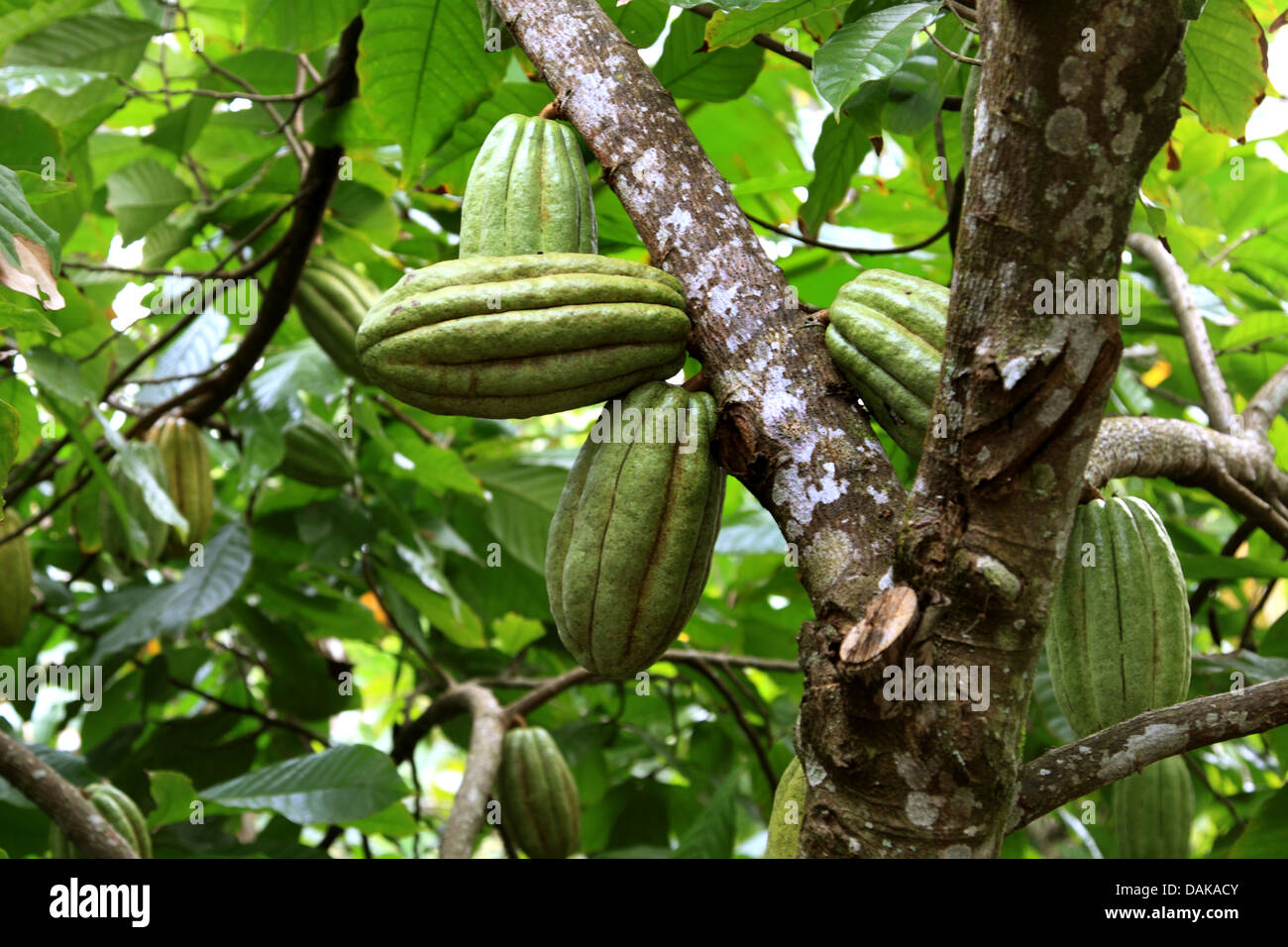Chocolate, Cocoa Tree (Theobroma cacao), immaturi frutti di cacao sull ...