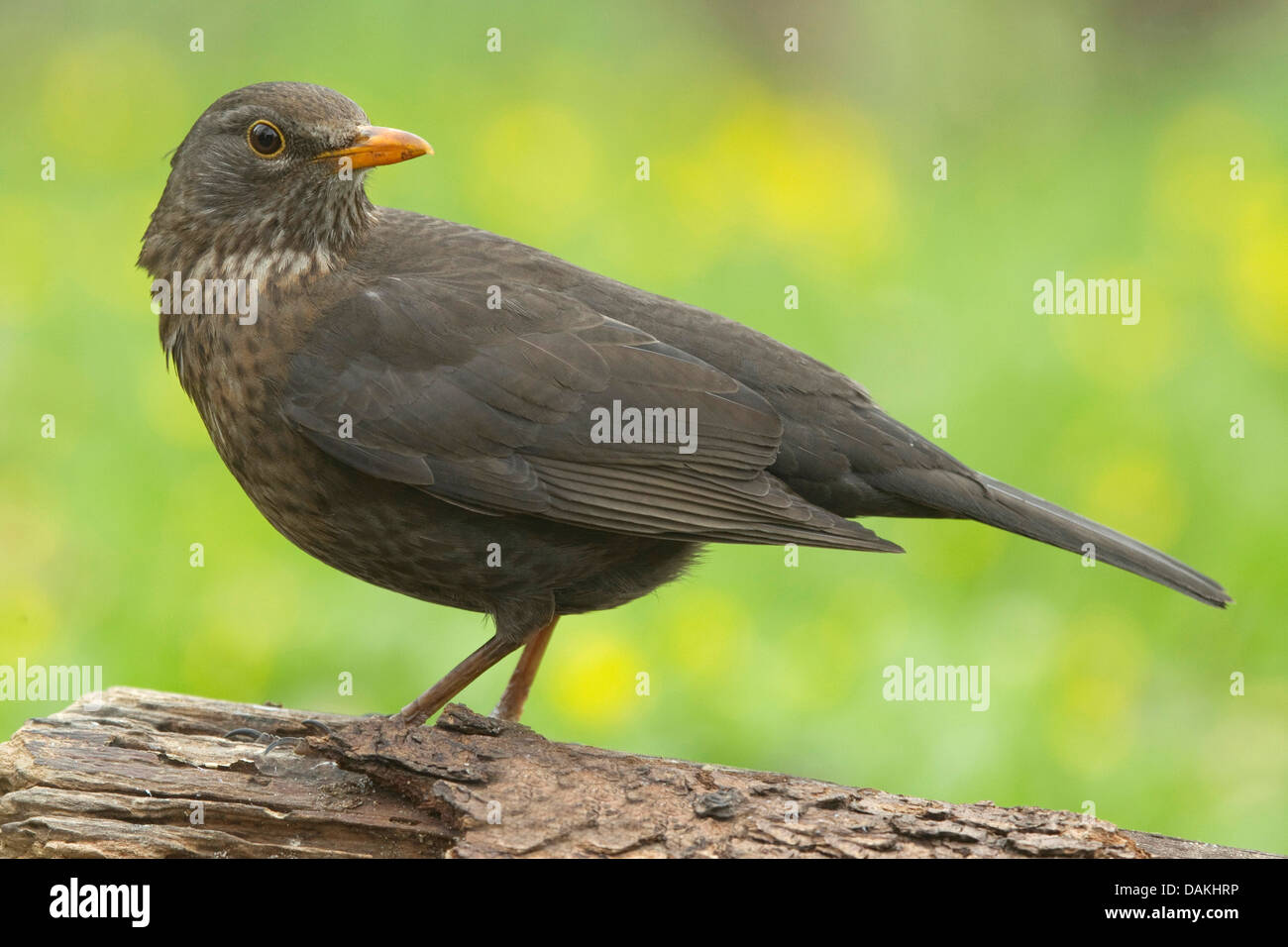 Merlo europeo turdus merula adulto femmina immagini e fotografie stock ...