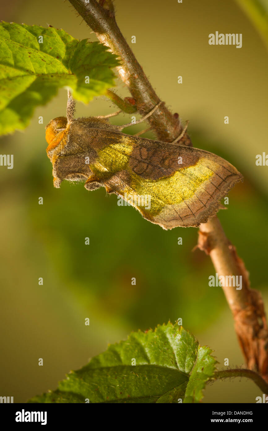 Colore brunito immagini e fotografie stock ad alta risoluzione - Alamy