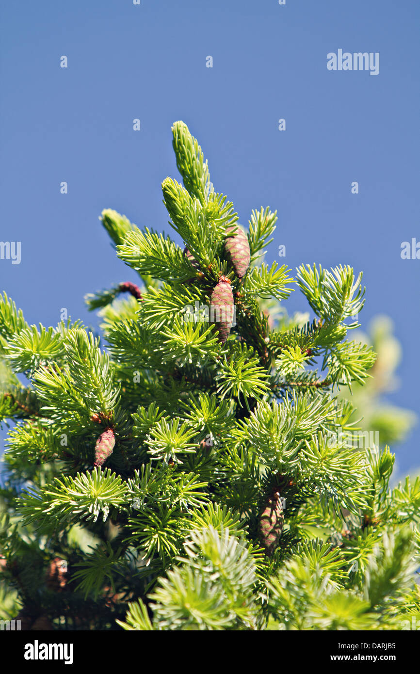 Coniferales pinales pini pino pinus immagini e fotografie stock ad alta ...
