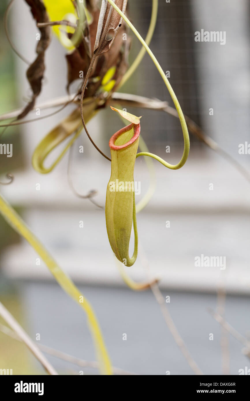 Pianta brocca o nepenthes, lanciatore tropicali piante o tazze di ...