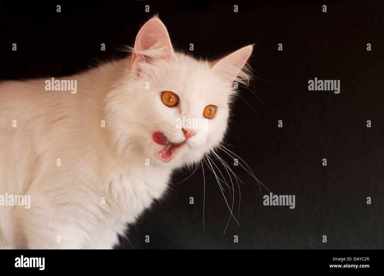 Gatto divertente immagini e fotografie stock ad alta risoluzione - Alamy