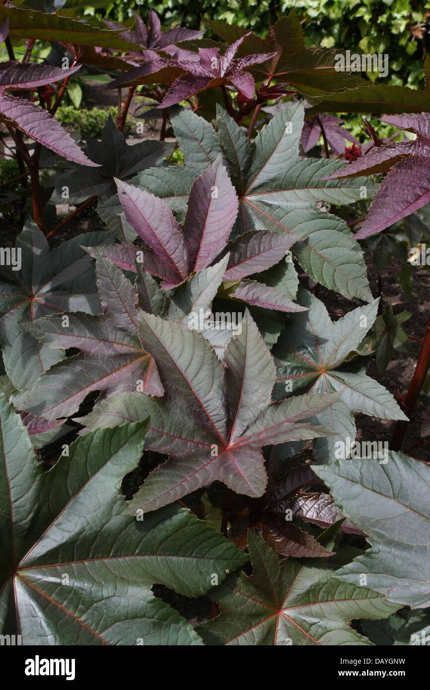 Pianta di ricinus communis immagini e fotografie stock ad alta ...
