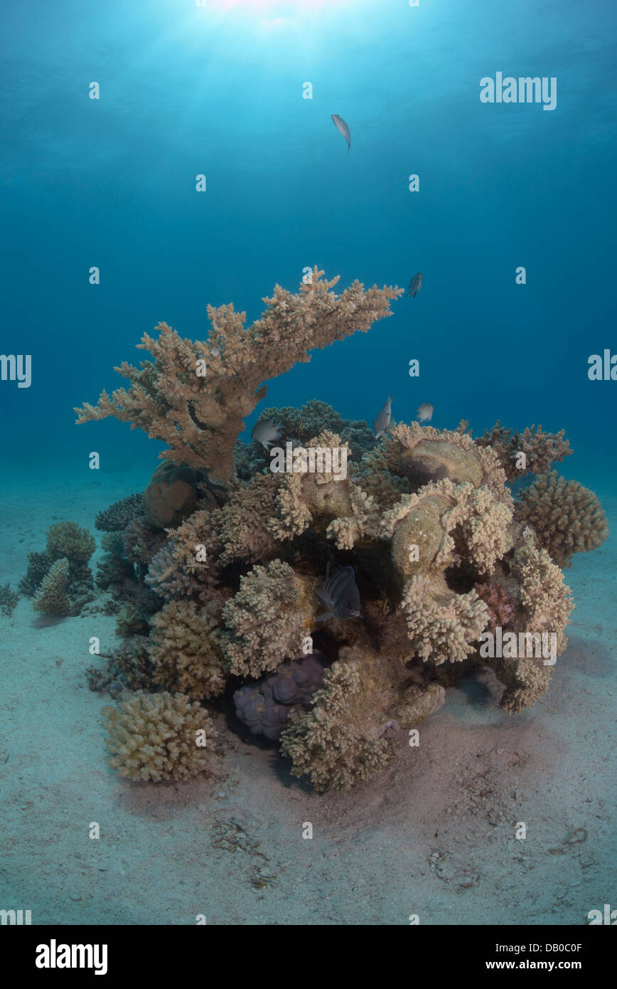 Coralli e spugne creare splendide formazioni in acque del Mare Rosso ...
