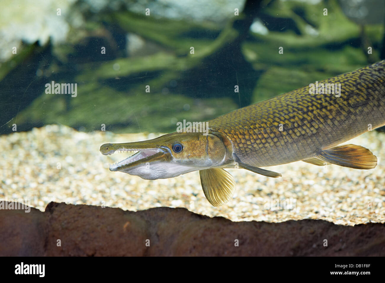Rare fish species immagini e fotografie stock ad alta risoluzione - Alamy