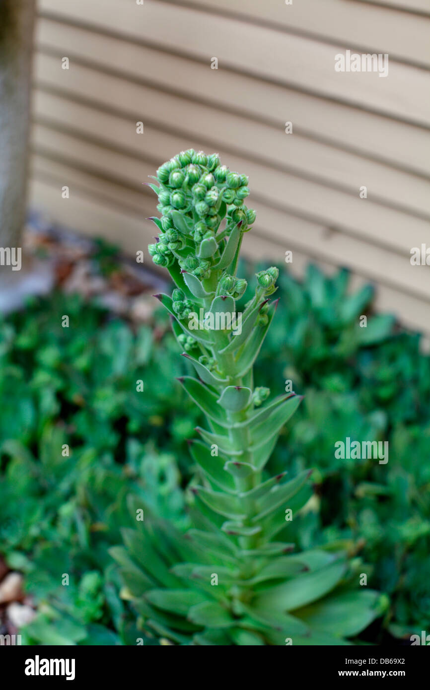 Pianta di gallina e pulcino immagini e fotografie stock ad alta ...
