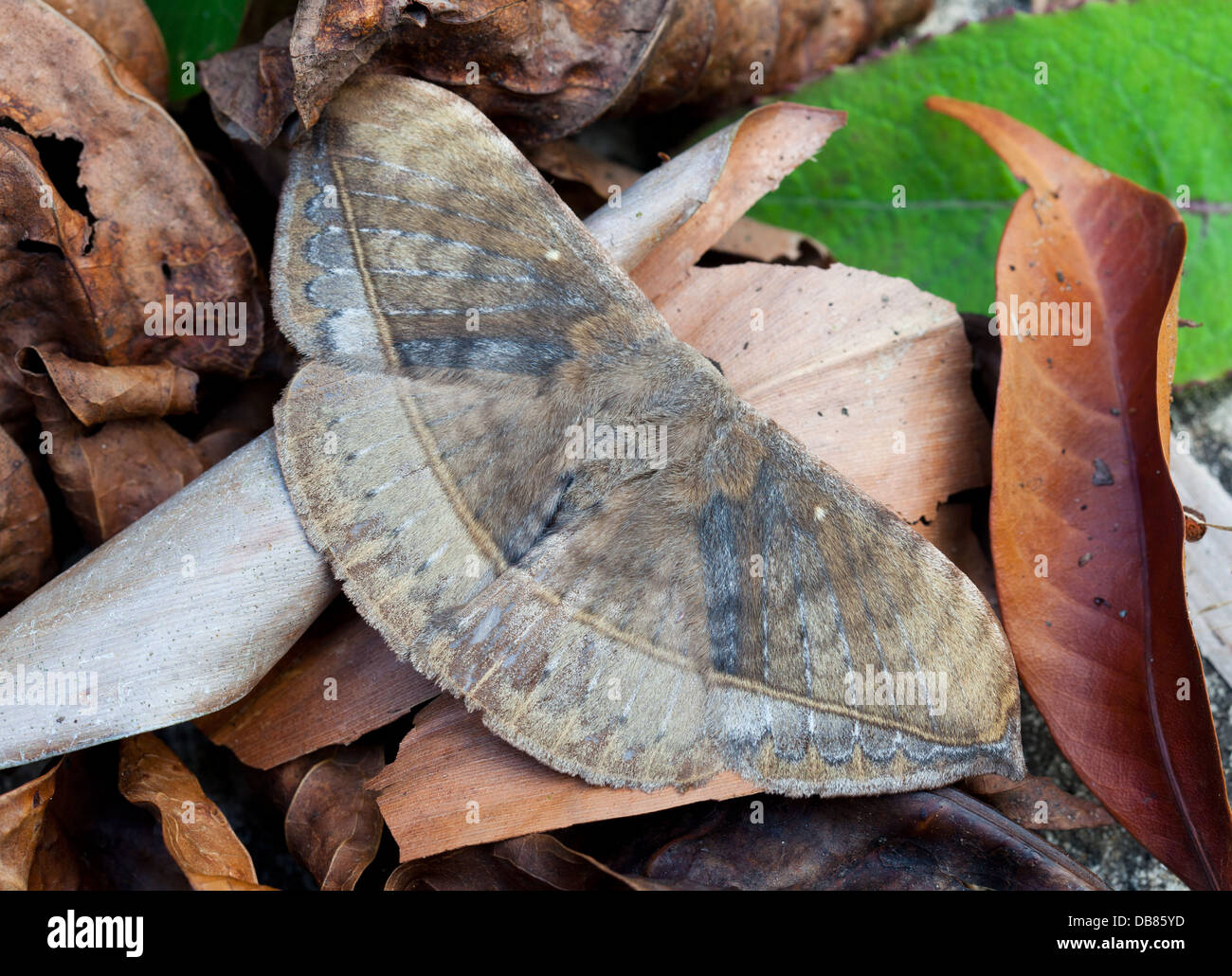 Falena marrone immagini e fotografie stock ad alta risoluzione - Alamy