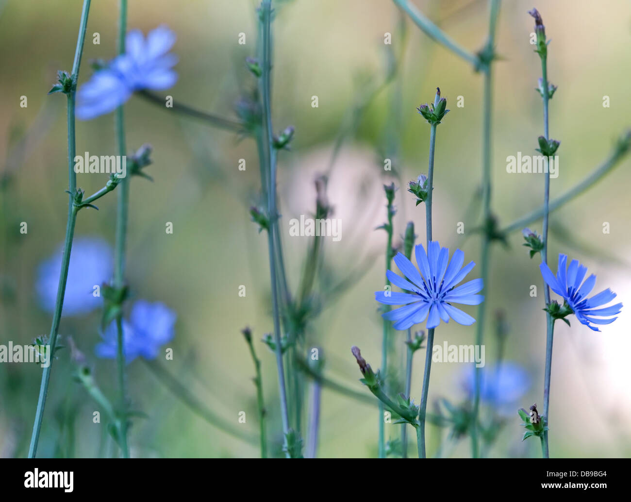 Cicorie selvatiche immagini e fotografie stock ad alta risoluzione - Alamy