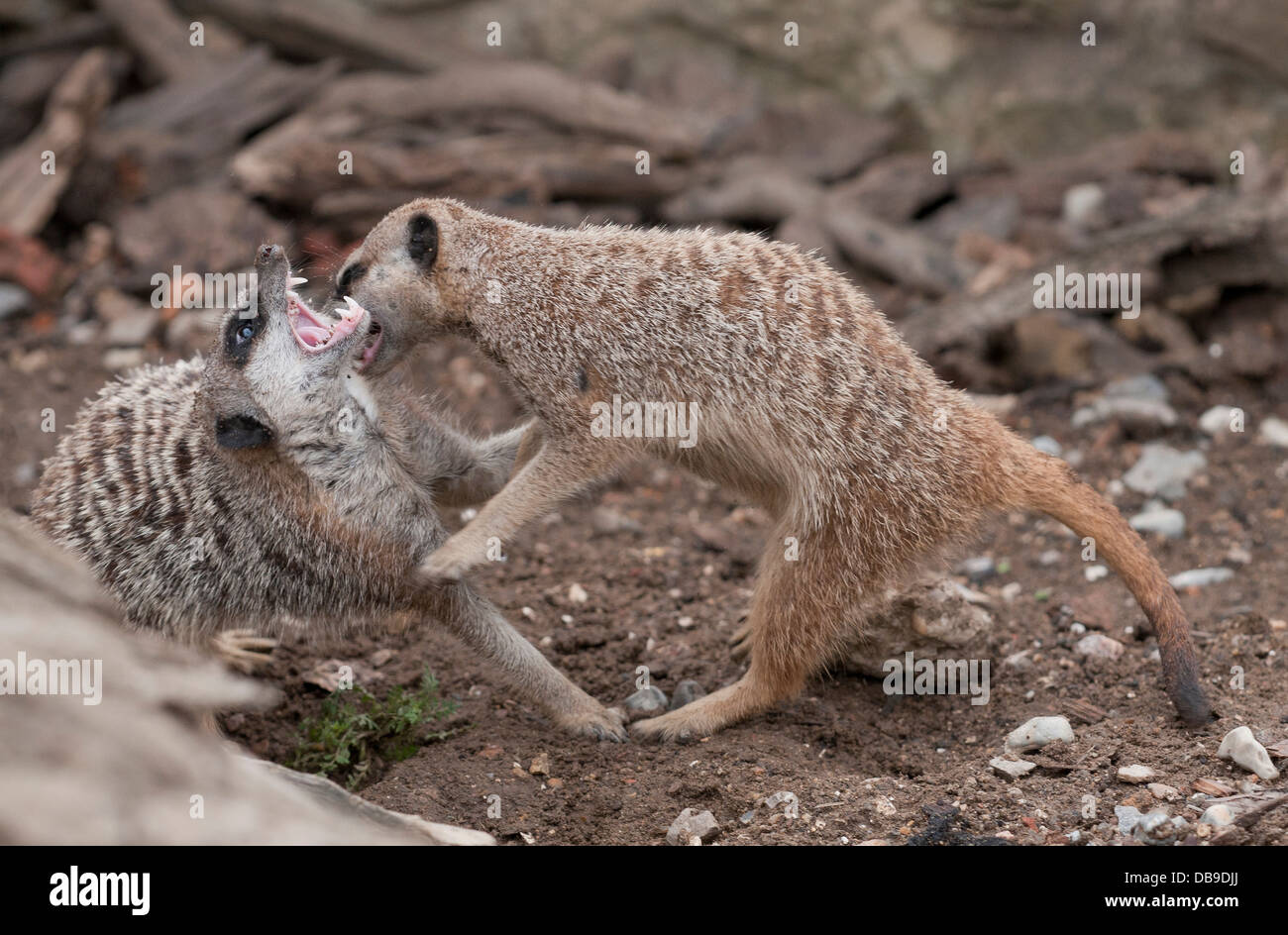 Animali da combattimento immagini e fotografie stock ad alta ...