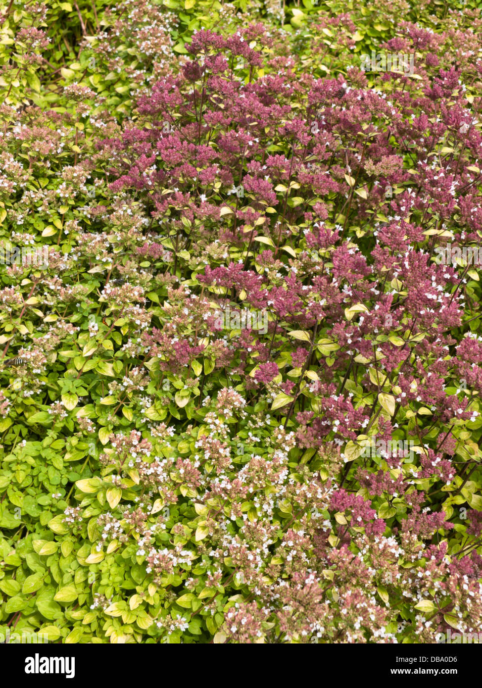 Origano greco in fiore immagini e fotografie stock ad alta risoluzione ...