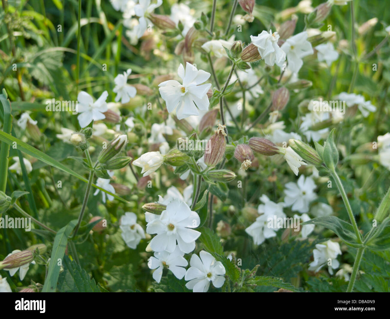 Silene latifolia immagini e fotografie stock ad alta risoluzione - Alamy