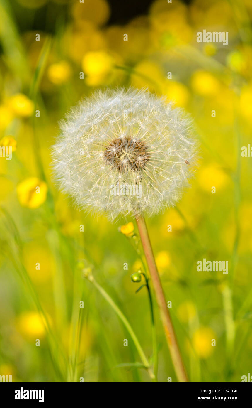 Taraxacum officinale taraxacum officinale immagini e fotografie stock ...