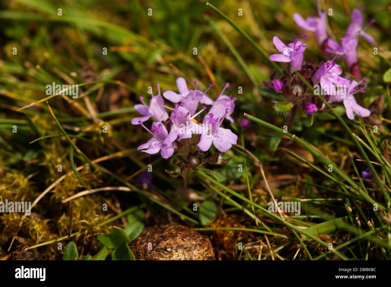 Fiori di tim immagini e fotografie stock ad alta risoluzione - Alamy