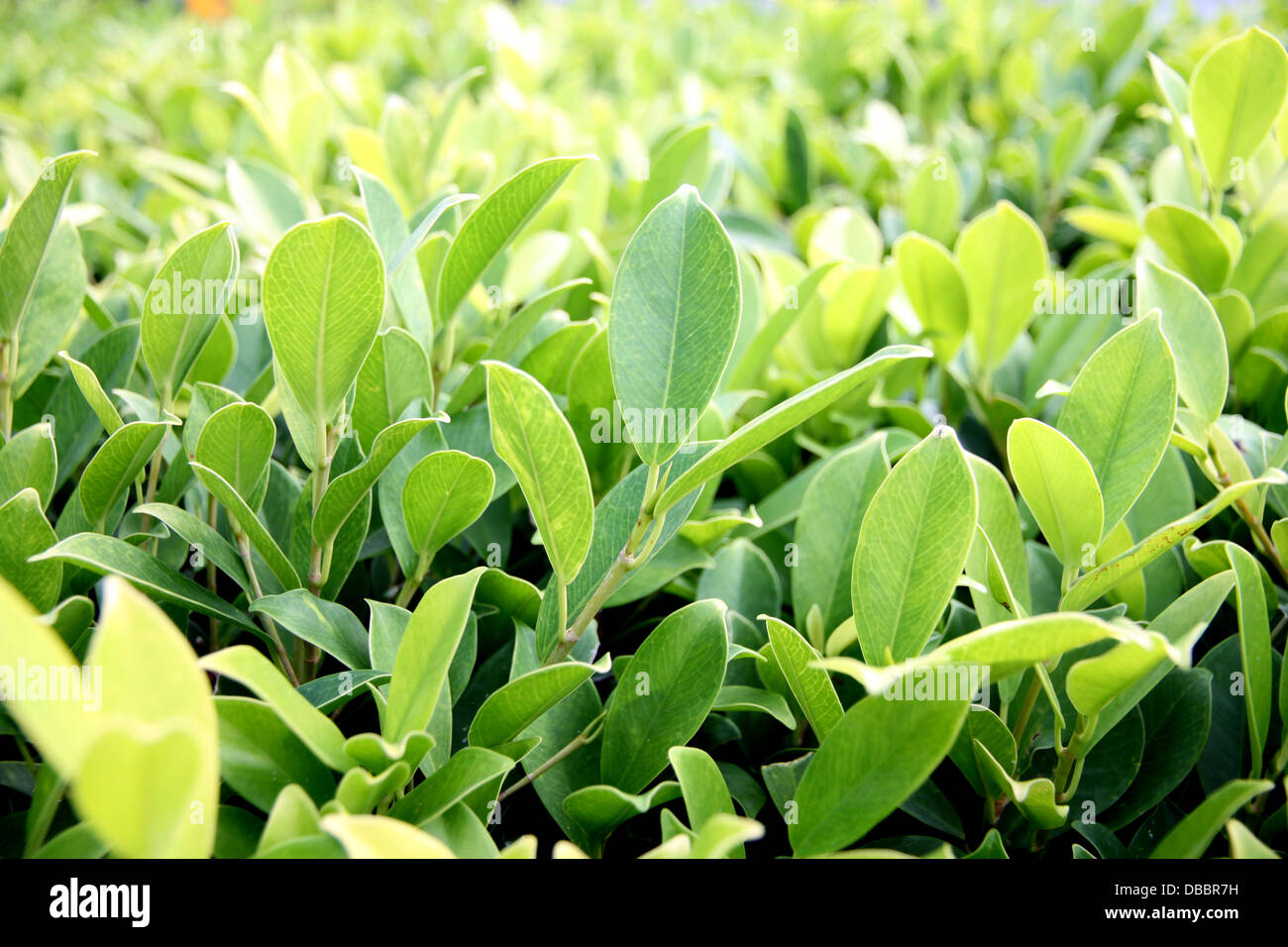 Cespugli del giardino immagini e fotografie stock ad alta risoluzione ...