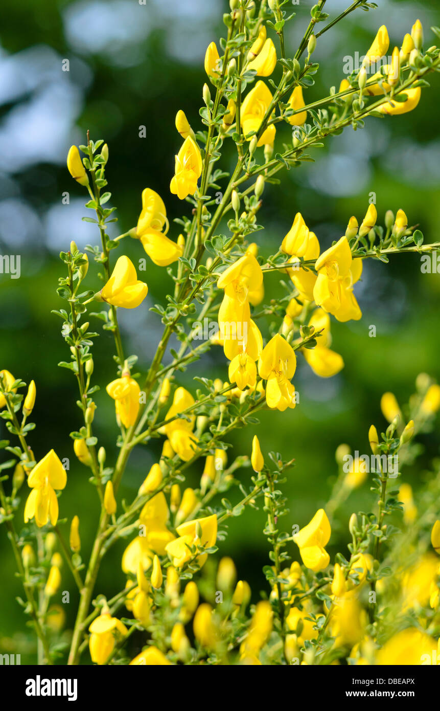 Cytisus scoparius immagini e fotografie stock ad alta risoluzione - Alamy