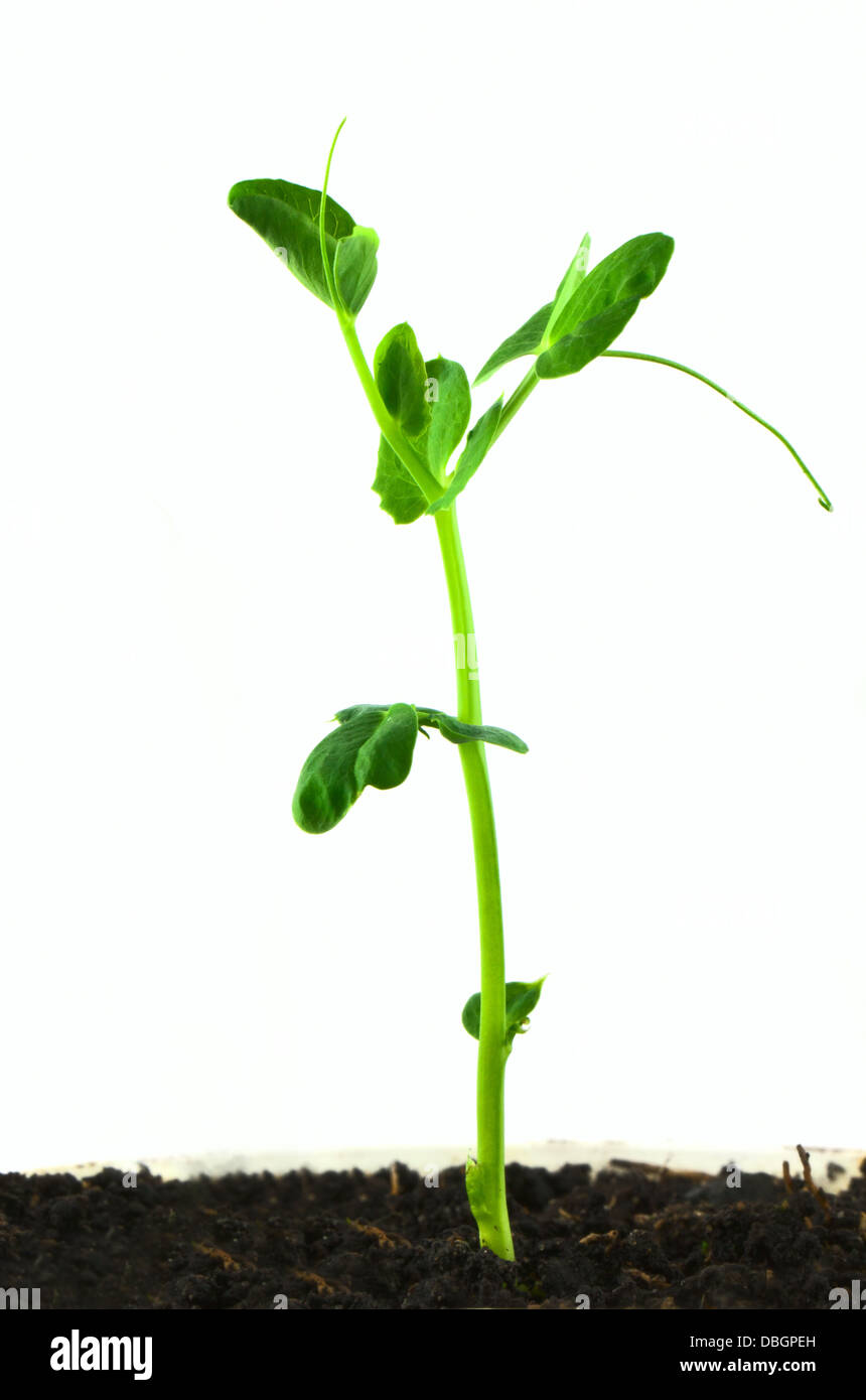 Pianta di piselli immagini e fotografie stock ad alta risoluzione - Alamy