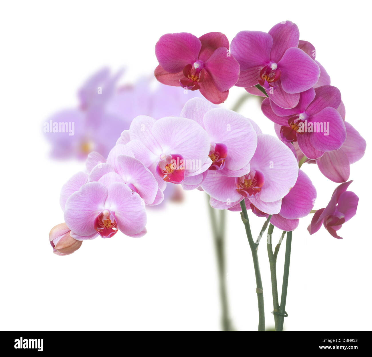 Orchidee colorate Immagini senza sfondo e Foto Stock ritagliate - Alamy
