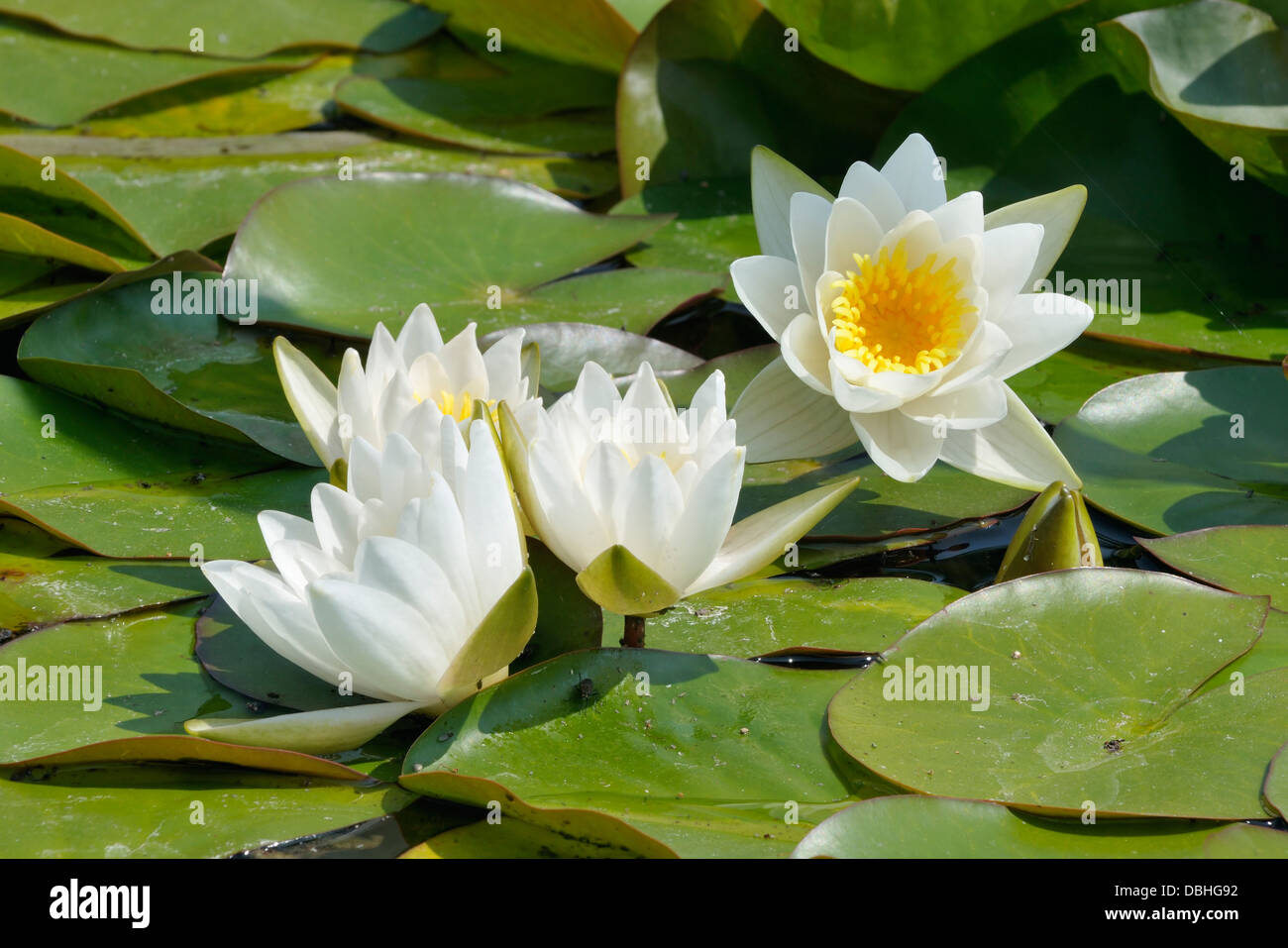 Dwarf ninfea bianca - Nymphaea candida Foto stock - Alamy