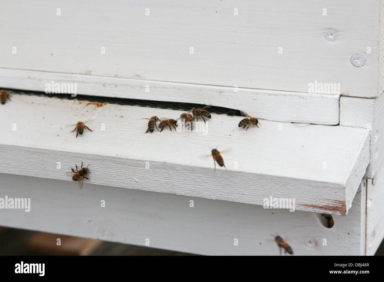 Ape insetto immagini e fotografie stock ad alta risoluzione - Alamy