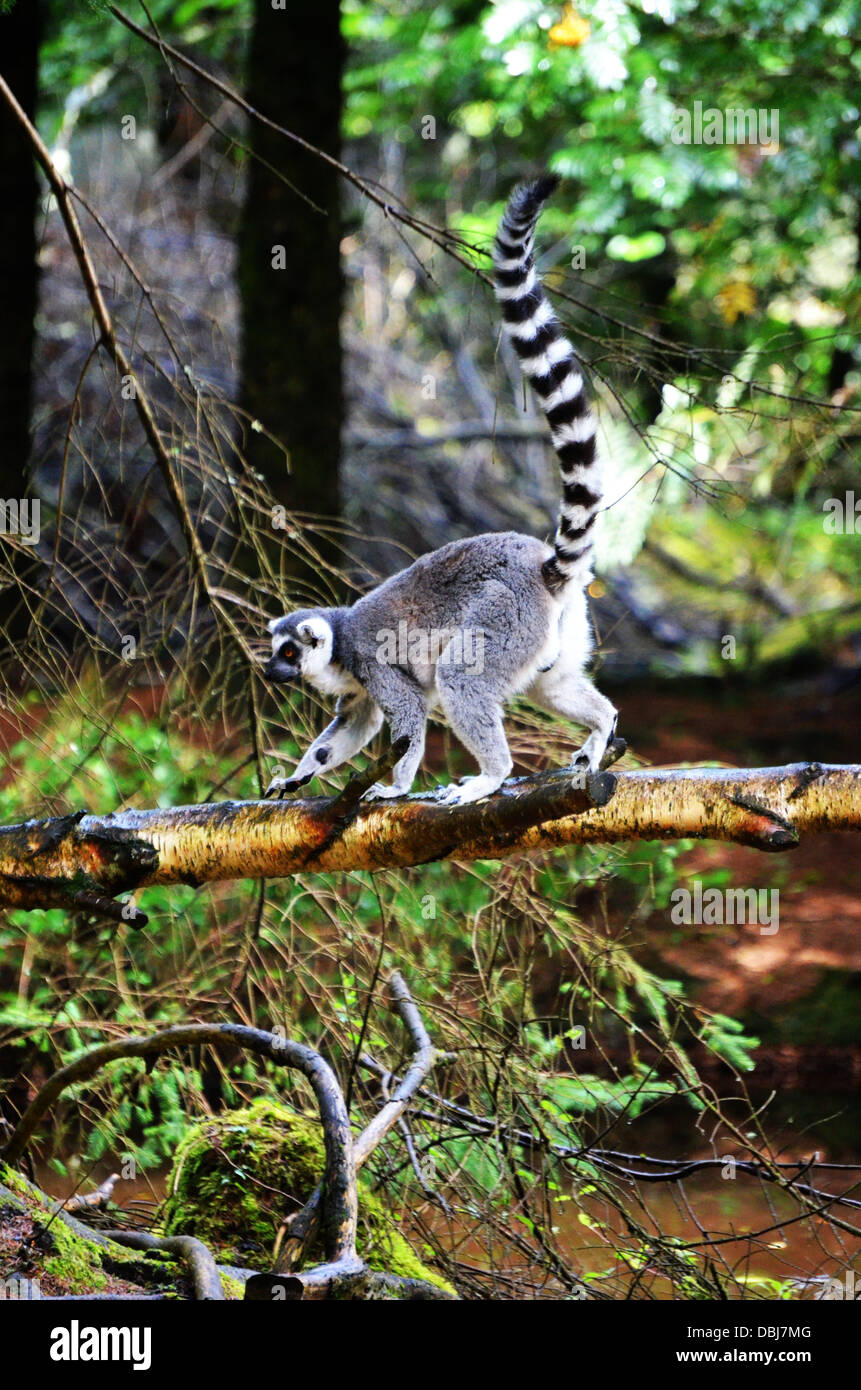 Animali e fauna selvatica immagini e fotografie stock ad alta ...
