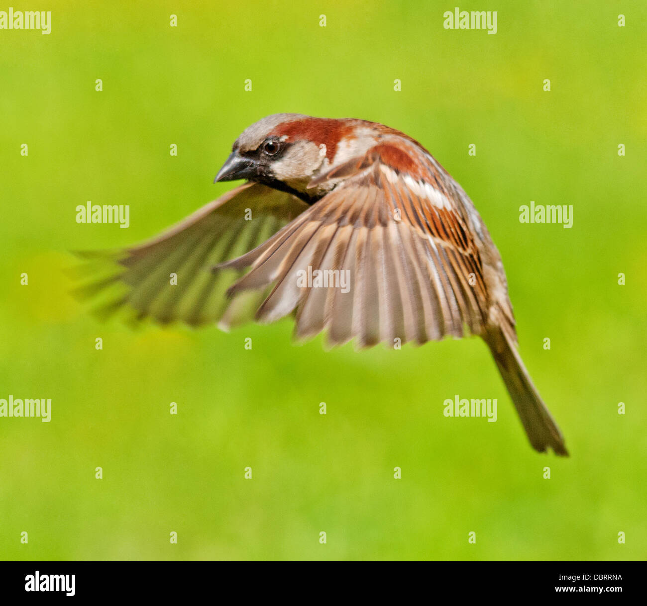 Passero domestico volo immagini e fotografie stock ad alta risoluzione ...