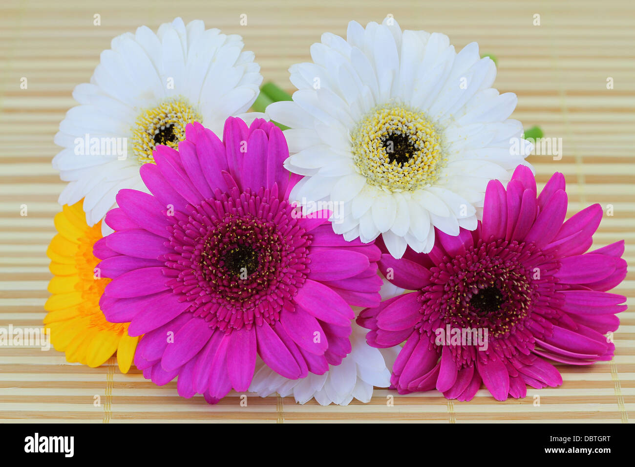 Bouquet di margherita gerbera immagini e fotografie stock ad alta ...