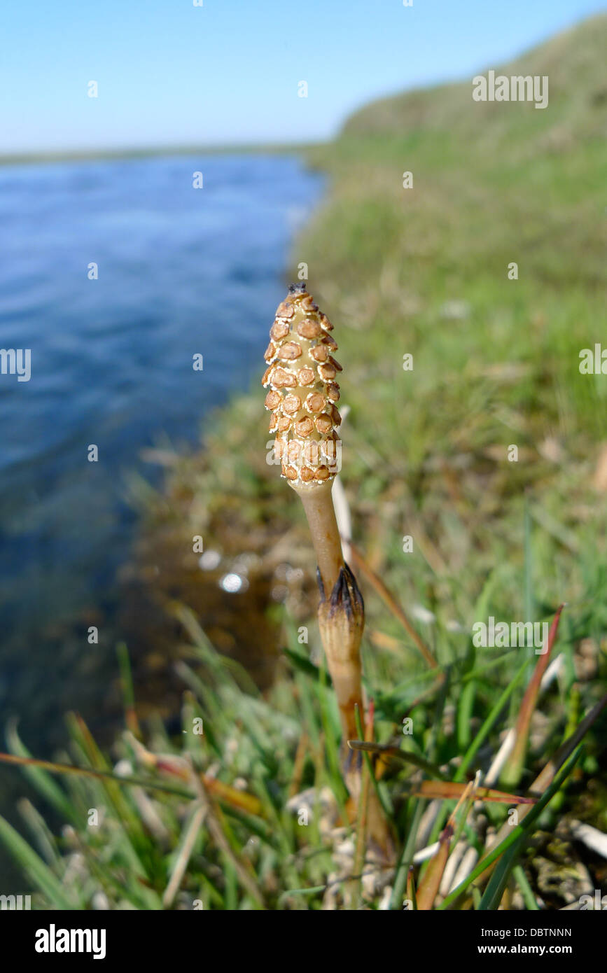 Piante di equiseto immagini e fotografie stock ad alta risoluzione - Alamy