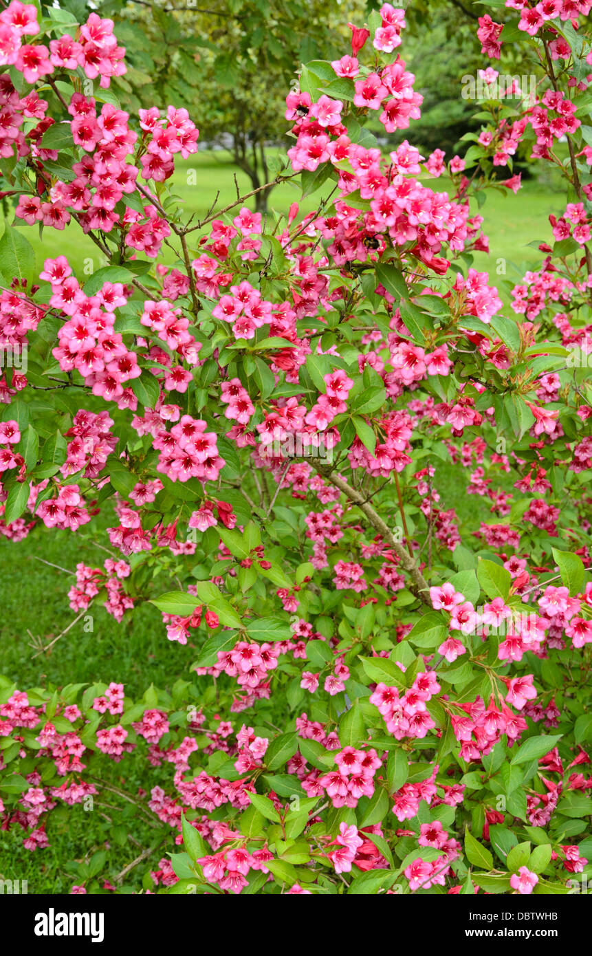 Weigela florida immagini e fotografie stock ad alta risoluzione - Alamy