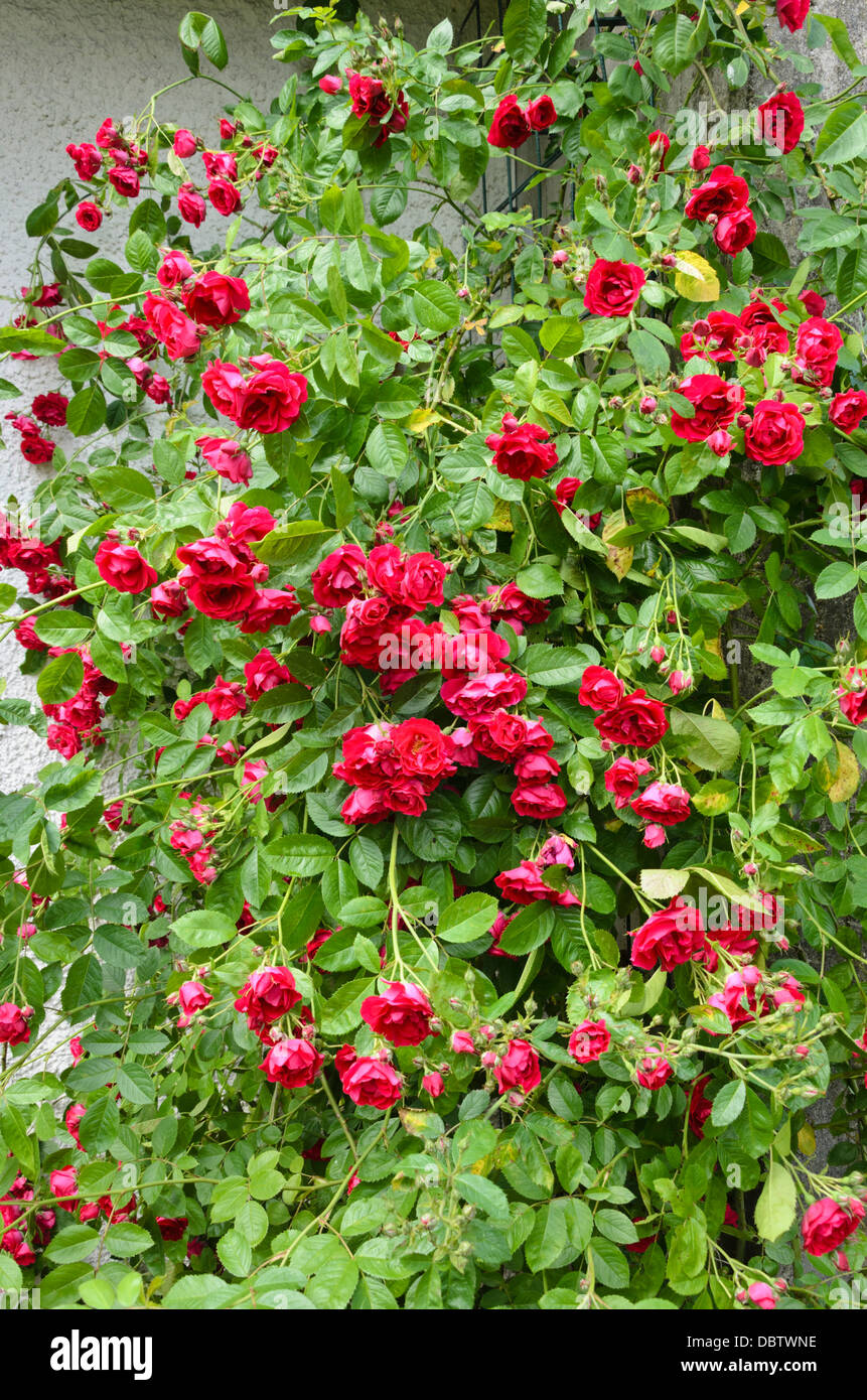 Piante rampicanti di rosa rossa immagini e fotografie stock ad alta ...
