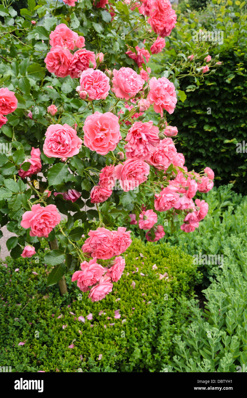 Fiori rosa rosa rosaceae immagini e fotografie stock ad alta ...