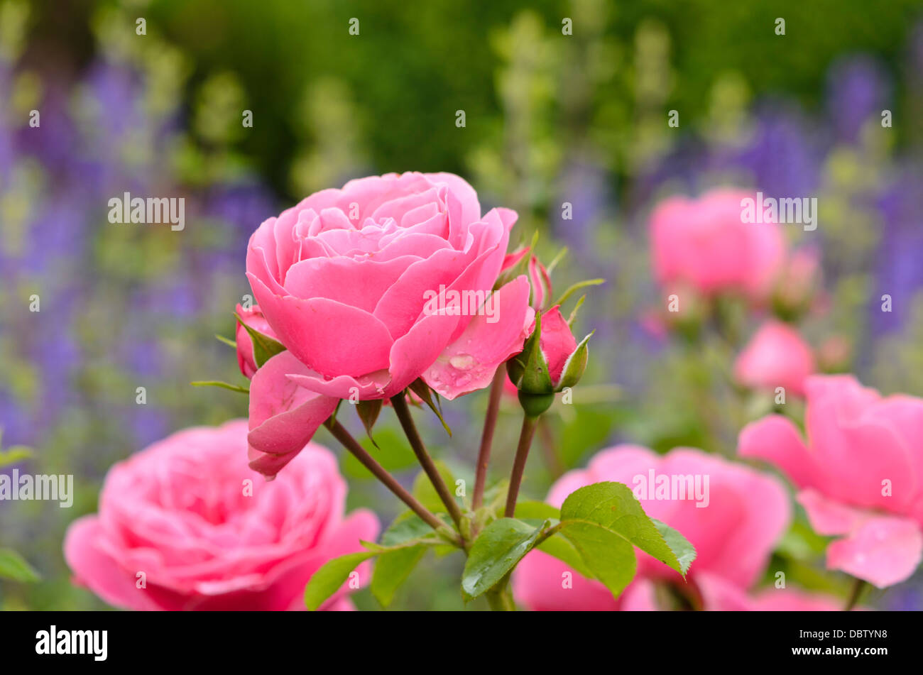 Rosa leonardo da vinci immagini e fotografie stock ad alta risoluzione ...