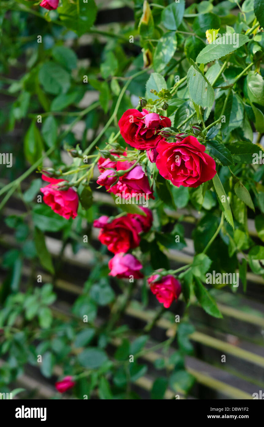 Piante rampicanti di rosa rossa immagini e fotografie stock ad alta ...