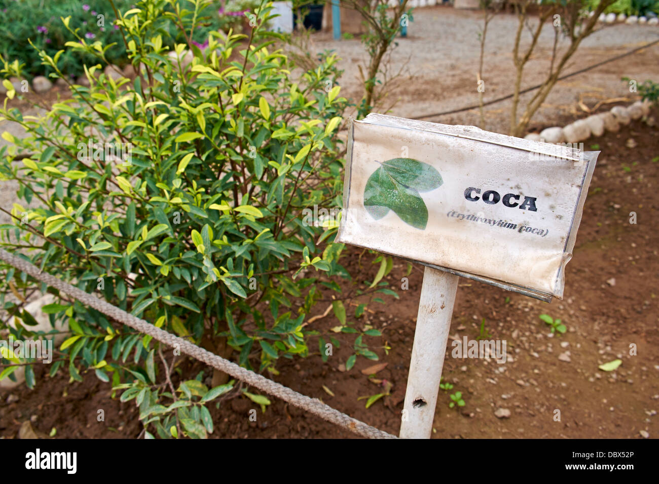 Pianta di coca immagini e fotografie stock ad alta risoluzione - Alamy