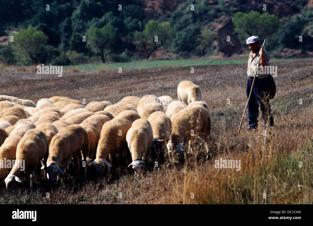 Pastore con le pecore immagini e fotografie stock ad alta risoluzione ...