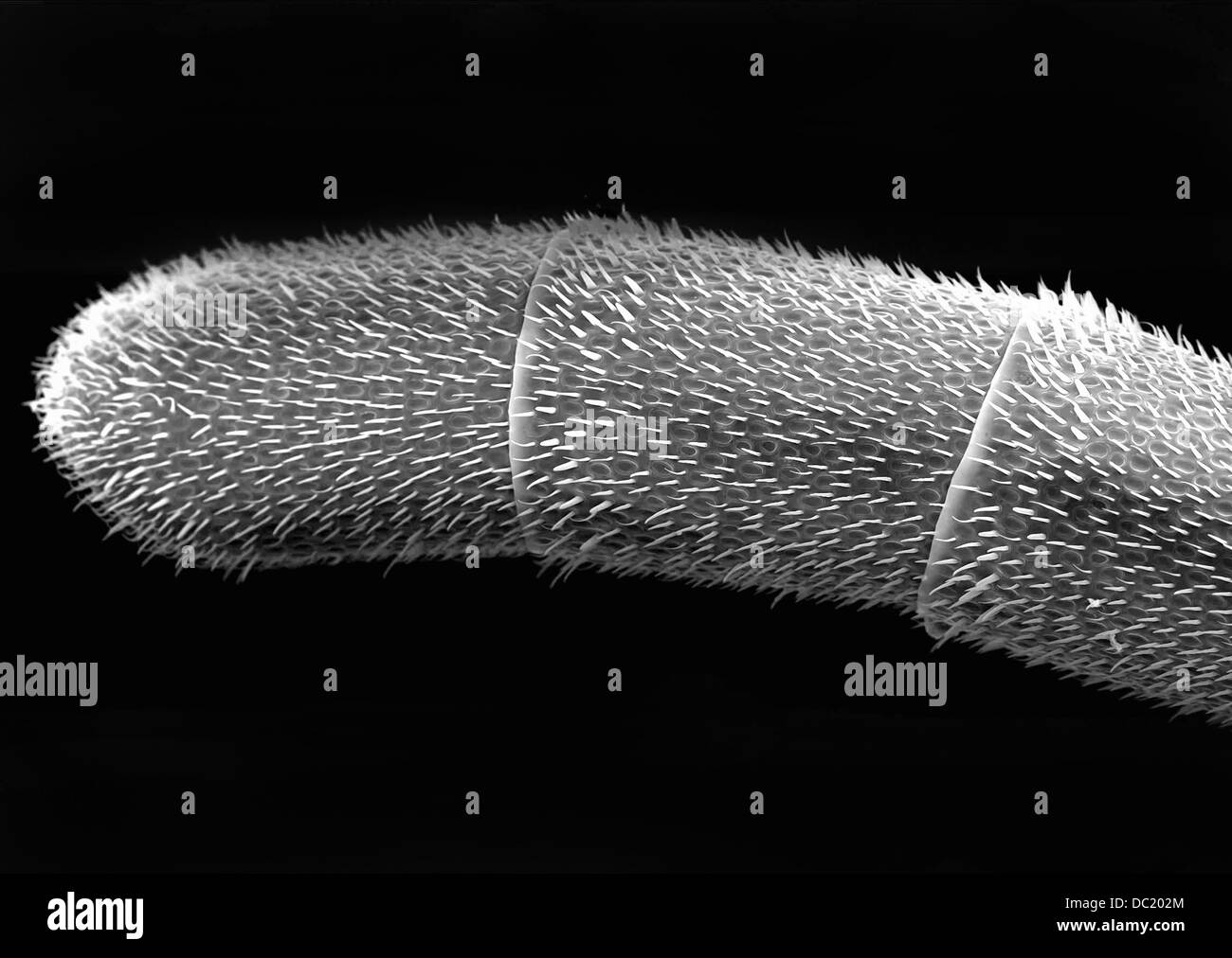 Sem microscopia Foto e Immagini Stock in Bianco e Nero - Alamy