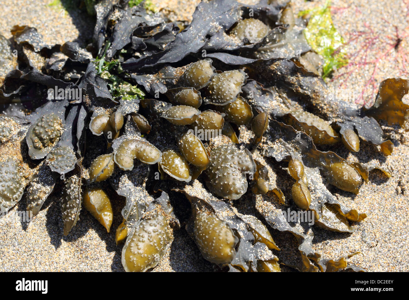 Cucire stipe immagini e fotografie stock ad alta risoluzione - Alamy