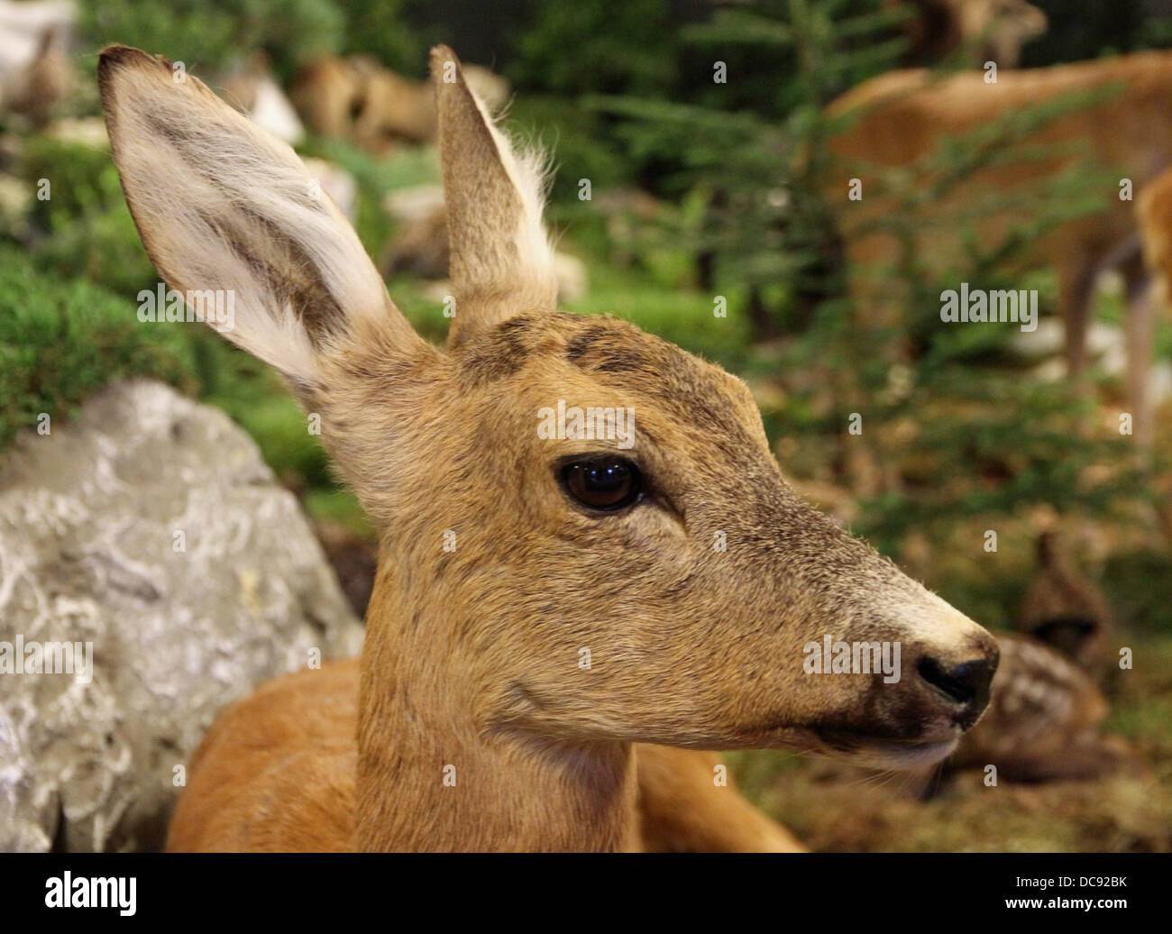 Cervo e daino immagini e fotografie stock ad alta risoluzione - Alamy